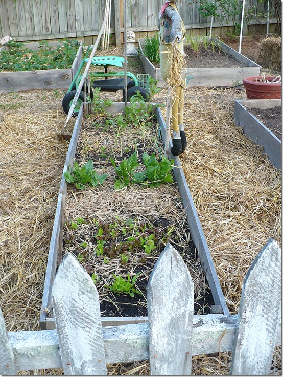 Intro to Companion Planting - A Cultivated Nest